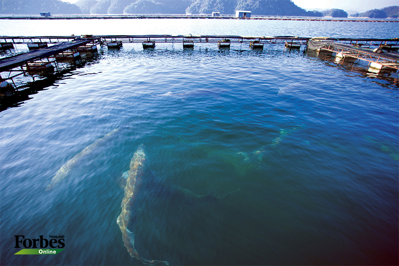 Bill Holst เจ้าพ่อจำเป็นธุรกิจค้า ‘คาเวียร์’ - Forbes Thailand