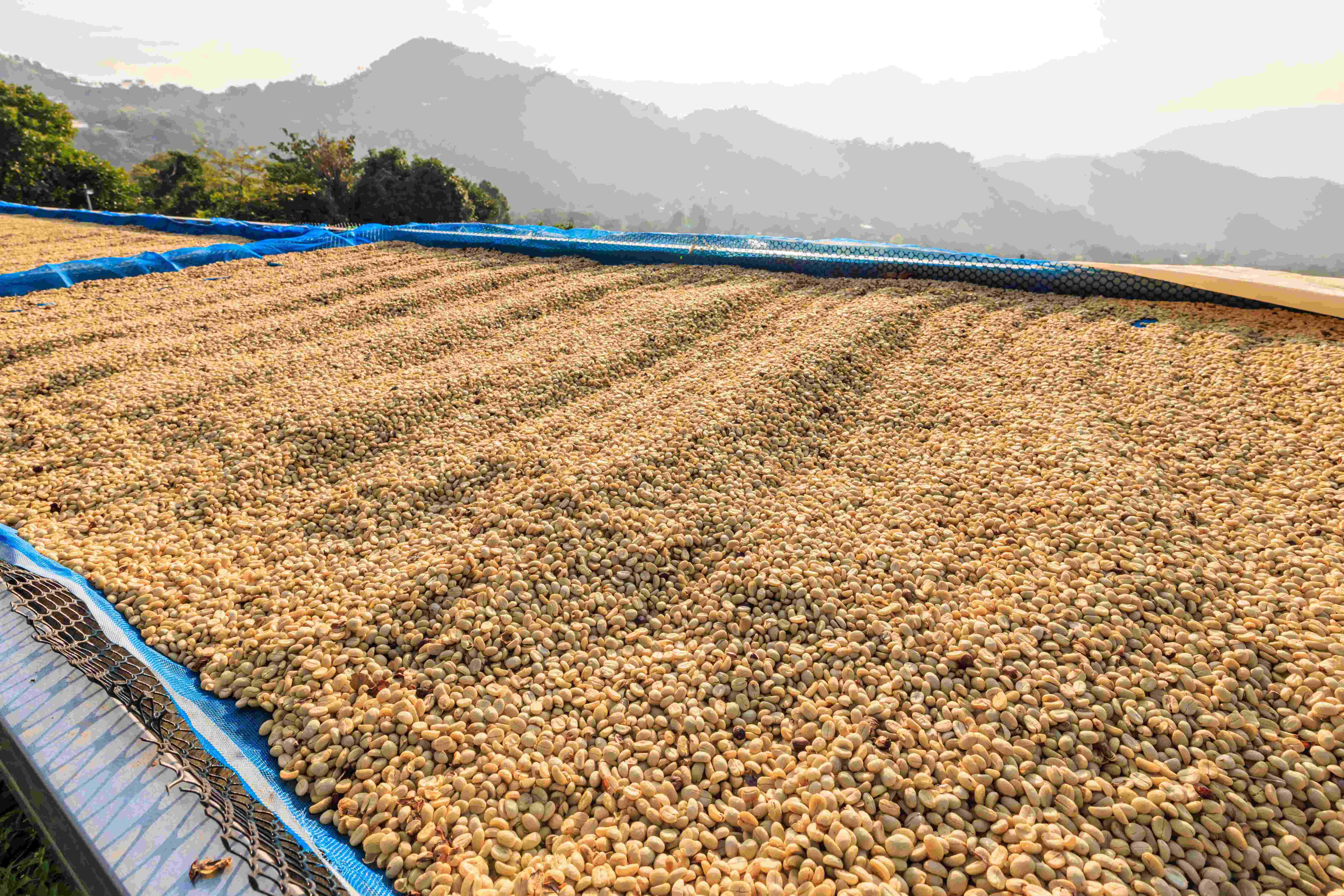 ชวนคอกาแฟร่วมสัมผัส "Pirom Coffee"แบรนด์กาแฟโรบัสต้าใหม่ เตรียมยกระดับ ...