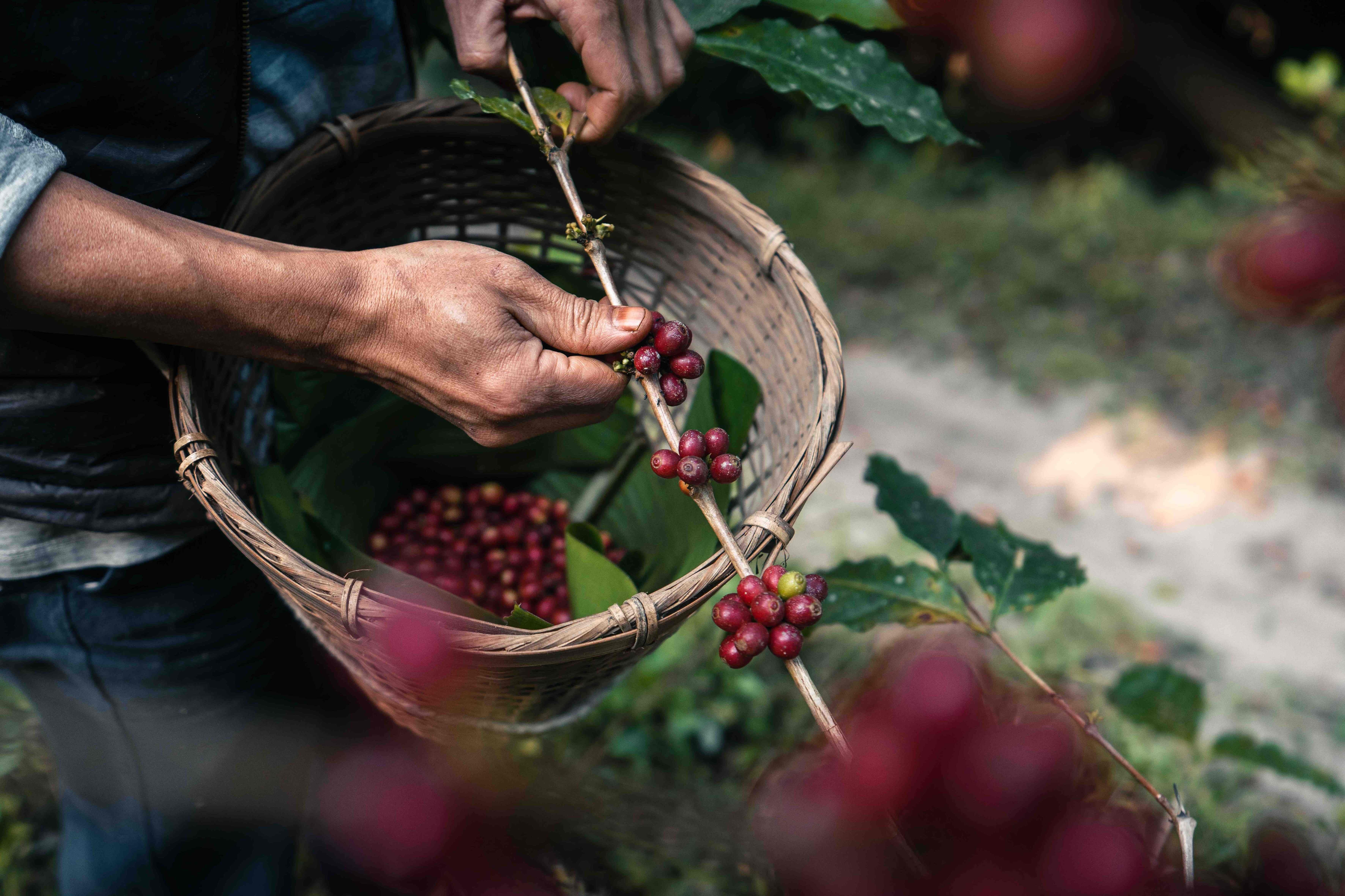 ชวนคอกาแฟร่วมสัมผัส "Pirom Coffee"แบรนด์กาแฟโรบัสต้าใหม่ เตรียมยกระดับ ...